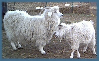 Goatlady and her Goats~Look at Her Now